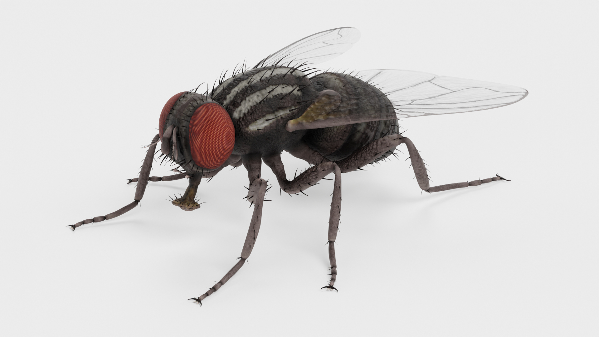 Common Fly - Animated Flying Model - TurboSquid 2228154