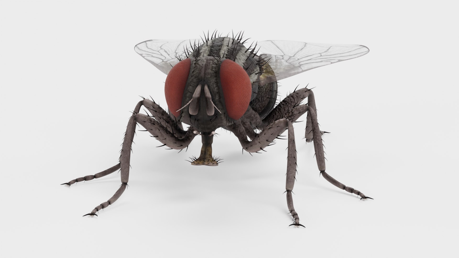 Common Fly - Animated Flying Model - TurboSquid 2228154