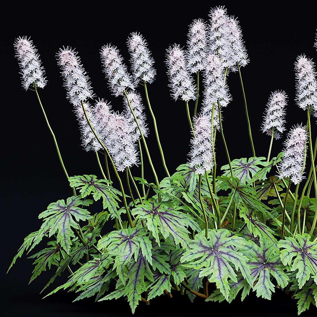 Tiarella Cordifolia Flower 3D - TurboSquid 1976236