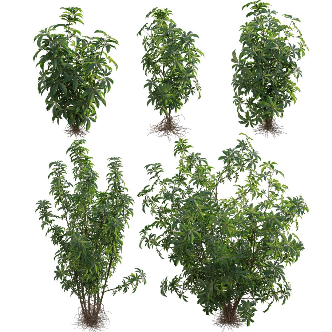 Schefflera Arboricola 3D Model - TurboSquid 1779310