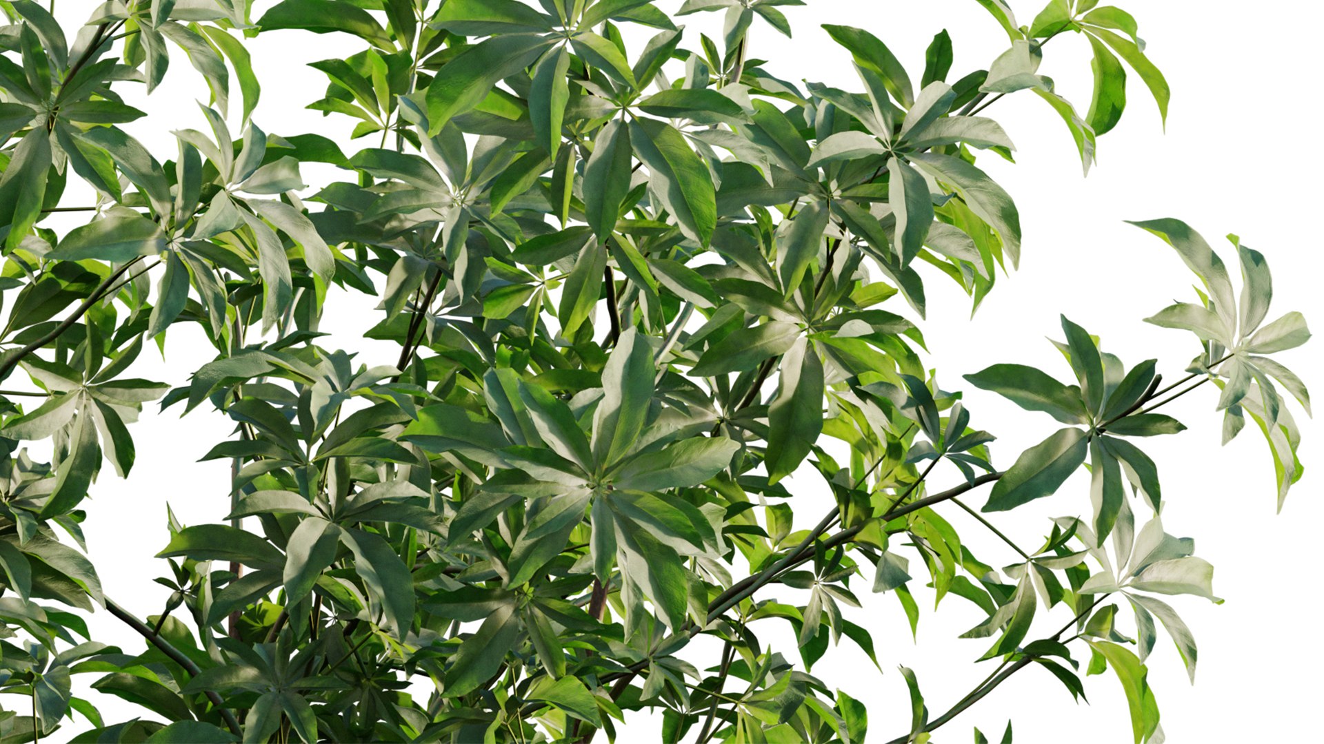 Schefflera Arboricola 3D Model - TurboSquid 1779310