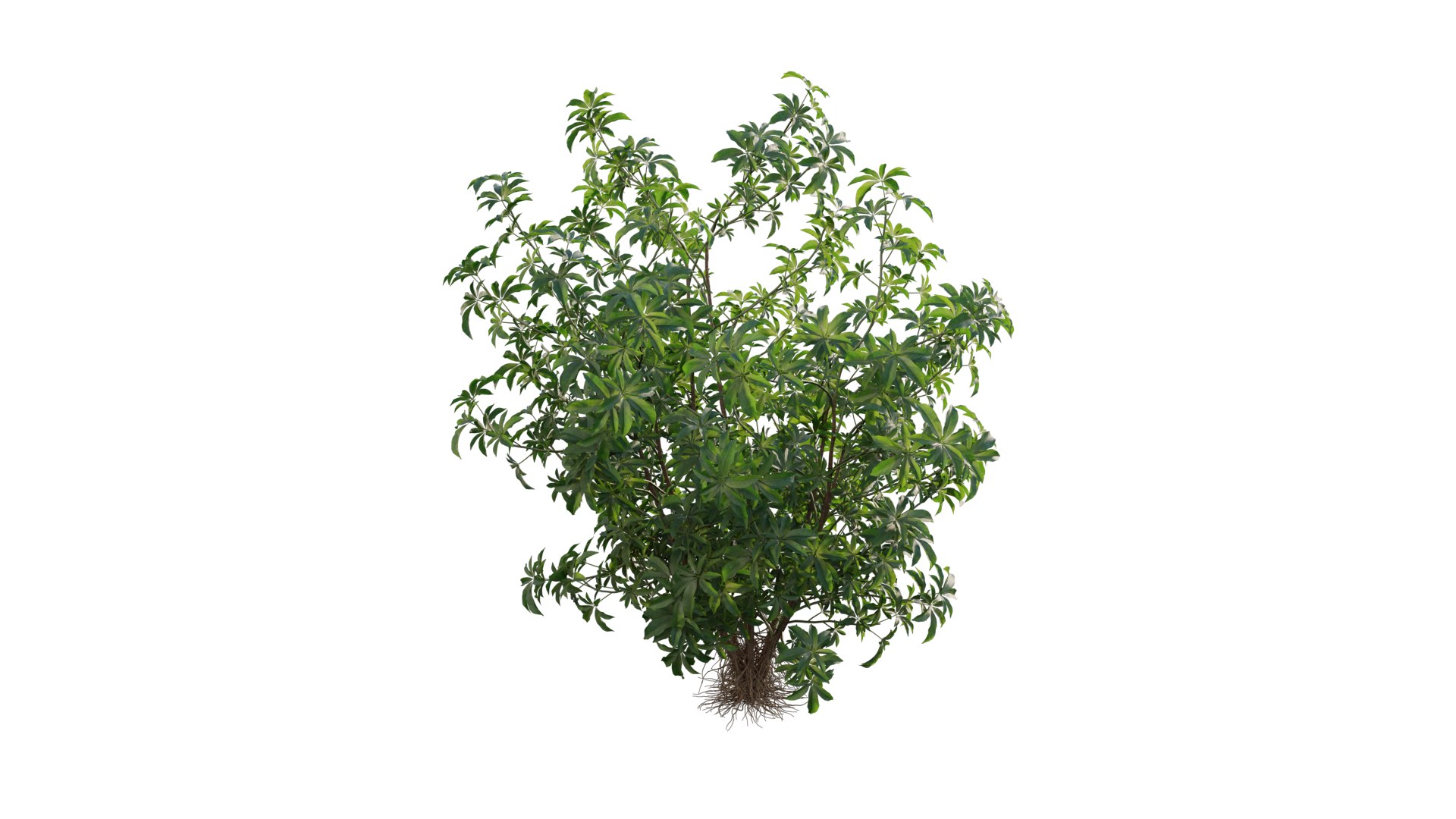 Schefflera Arboricola 3D Model - TurboSquid 1779310