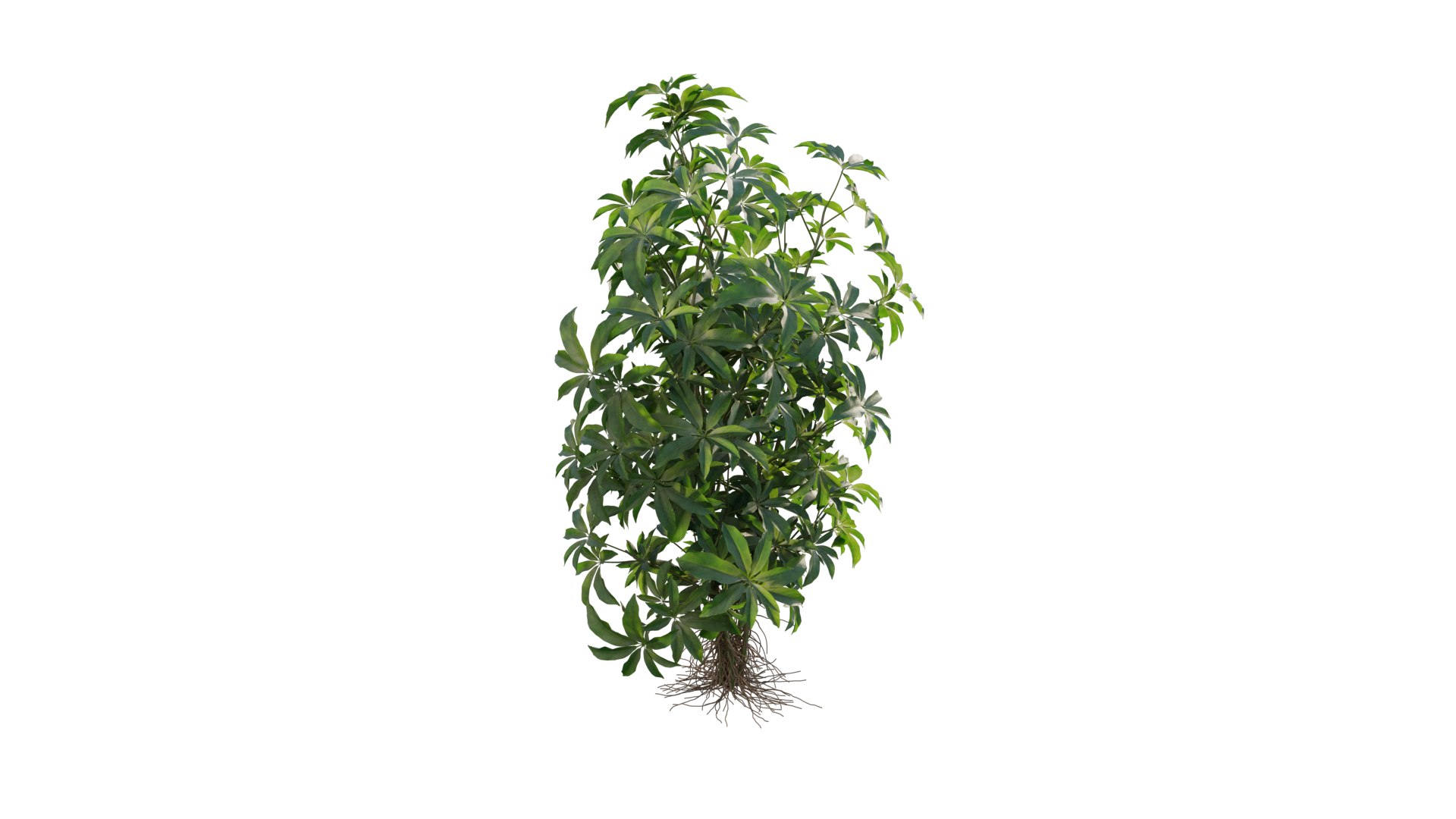 Schefflera Arboricola 3D Model - TurboSquid 1779310