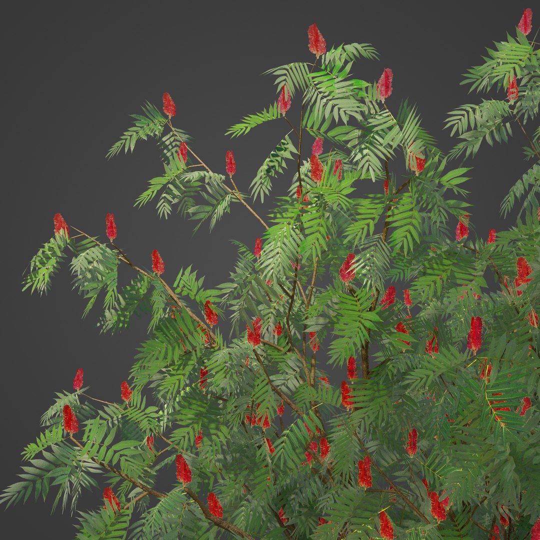 2021 PBR Staghorn Sumac Collection - Rhus Typhina 3D Model - TurboSquid ...