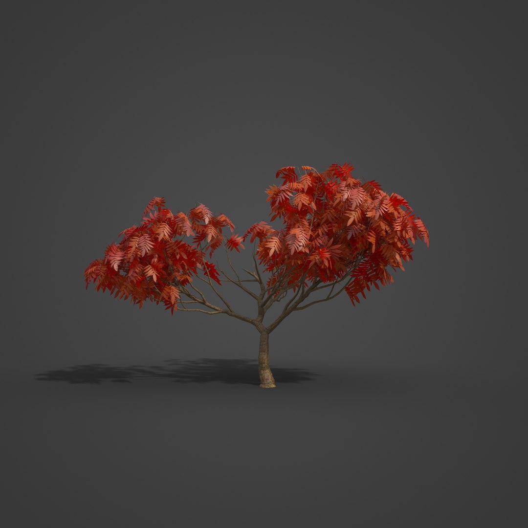 2021 PBR Staghorn Sumac Collection - Rhus Typhina 3D Model - TurboSquid ...