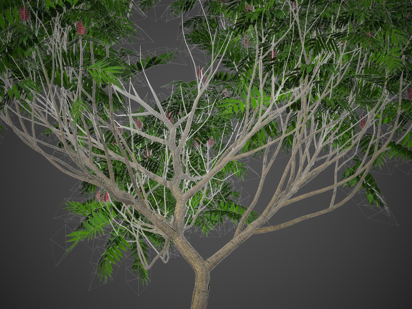 2021 PBR Staghorn Sumac Collection - Rhus Typhina 3D Model - TurboSquid ...