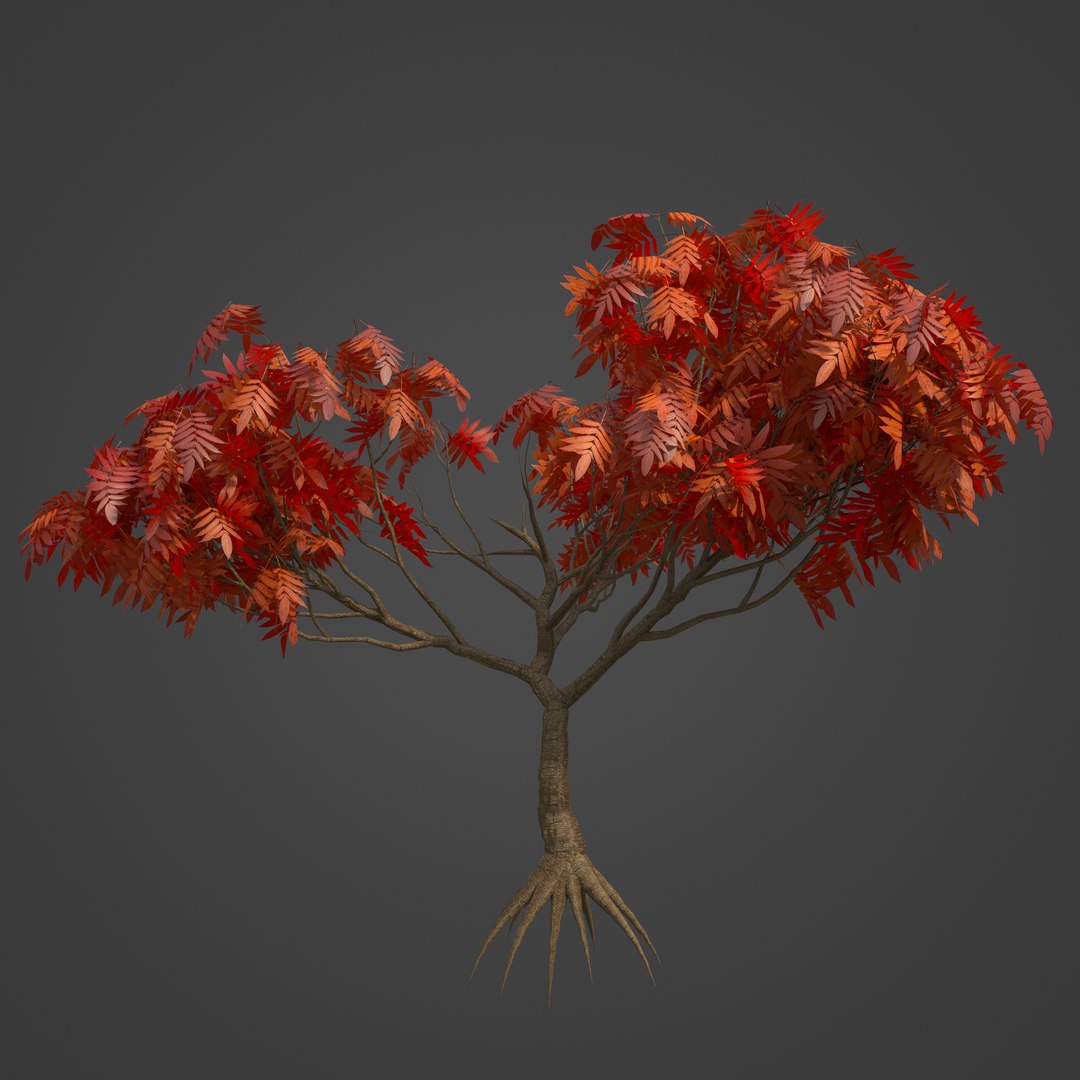 2021 PBR Staghorn Sumac Collection - Rhus Typhina 3D Model - TurboSquid ...