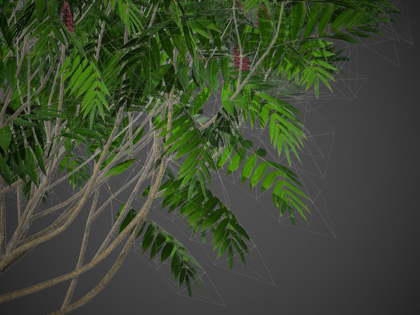 2021 PBR Staghorn Sumac Collection - Rhus Typhina 3D Model - TurboSquid ...