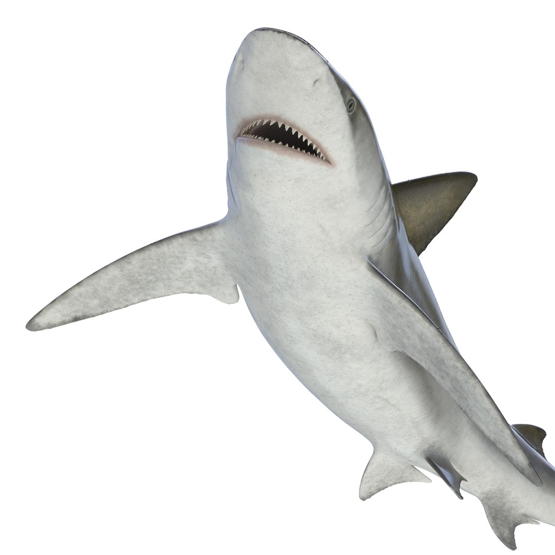 3D bignose shark rigged model - TurboSquid 1493016