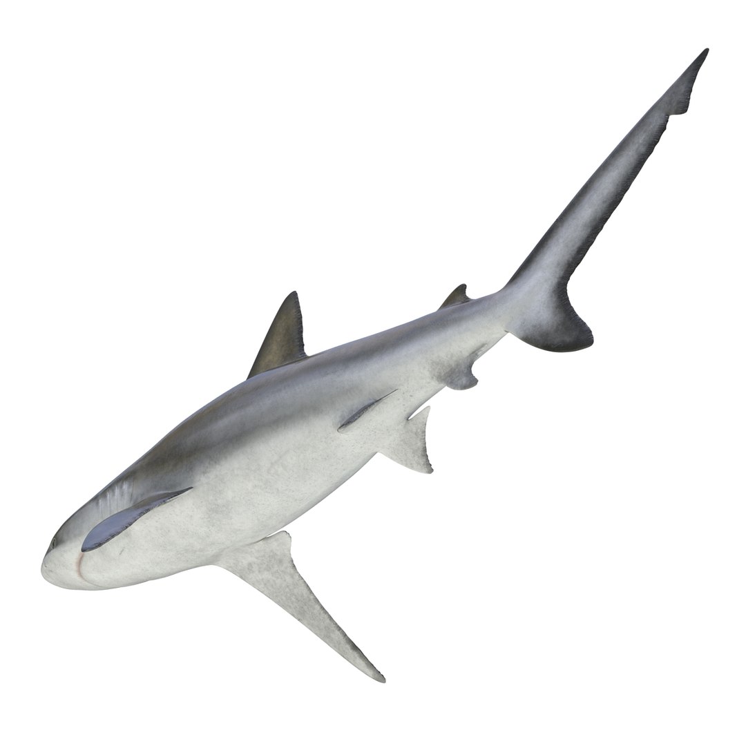 3D bignose shark rigged model - TurboSquid 1493016