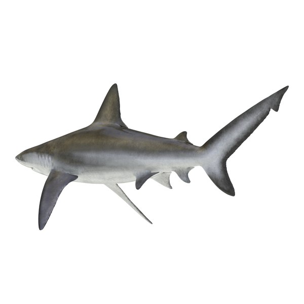 3D bignose shark rigged model - TurboSquid 1493016