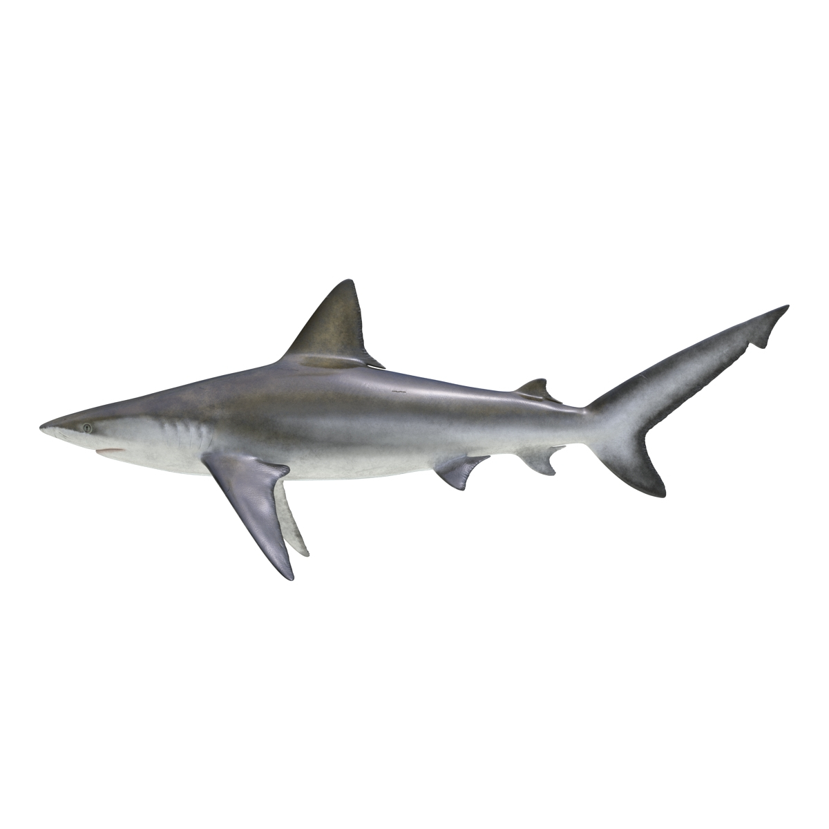 modelo 3d Bignose Shark Rigged para Cinema 4D - TurboSquid 1493016