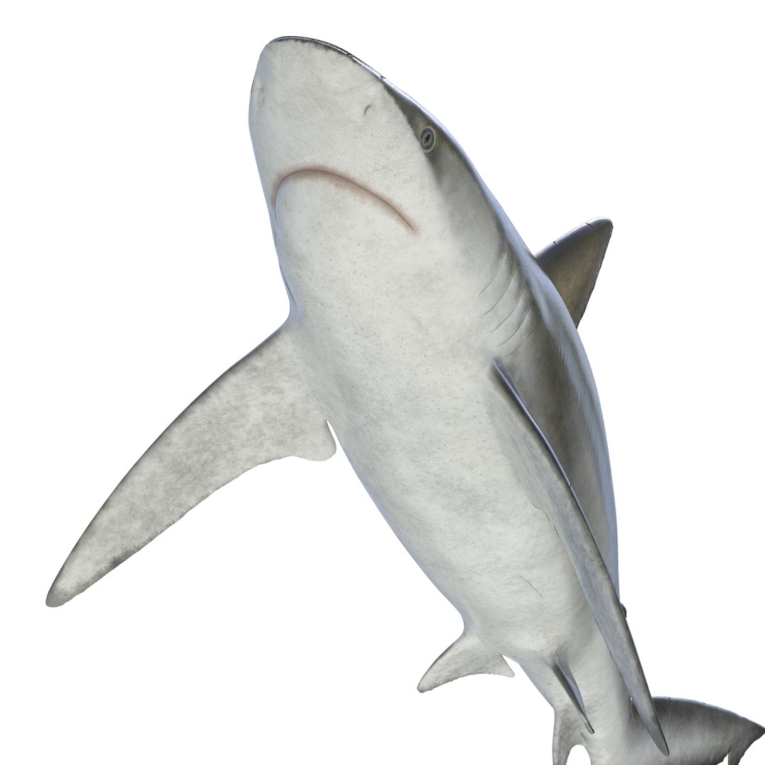 3D bignose shark rigged model - TurboSquid 1493016