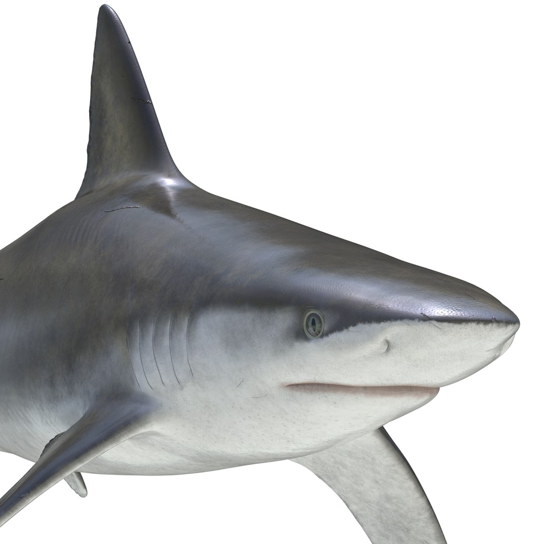 3D bignose shark rigged model - TurboSquid 1493016