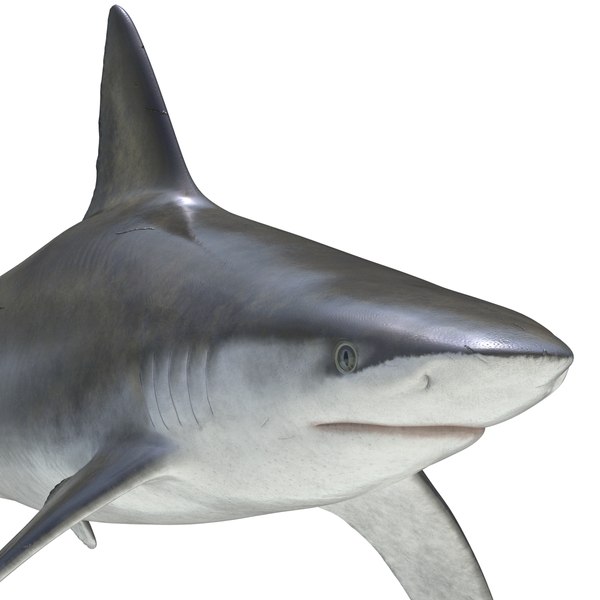 3D bignose shark rigged model - TurboSquid 1493016