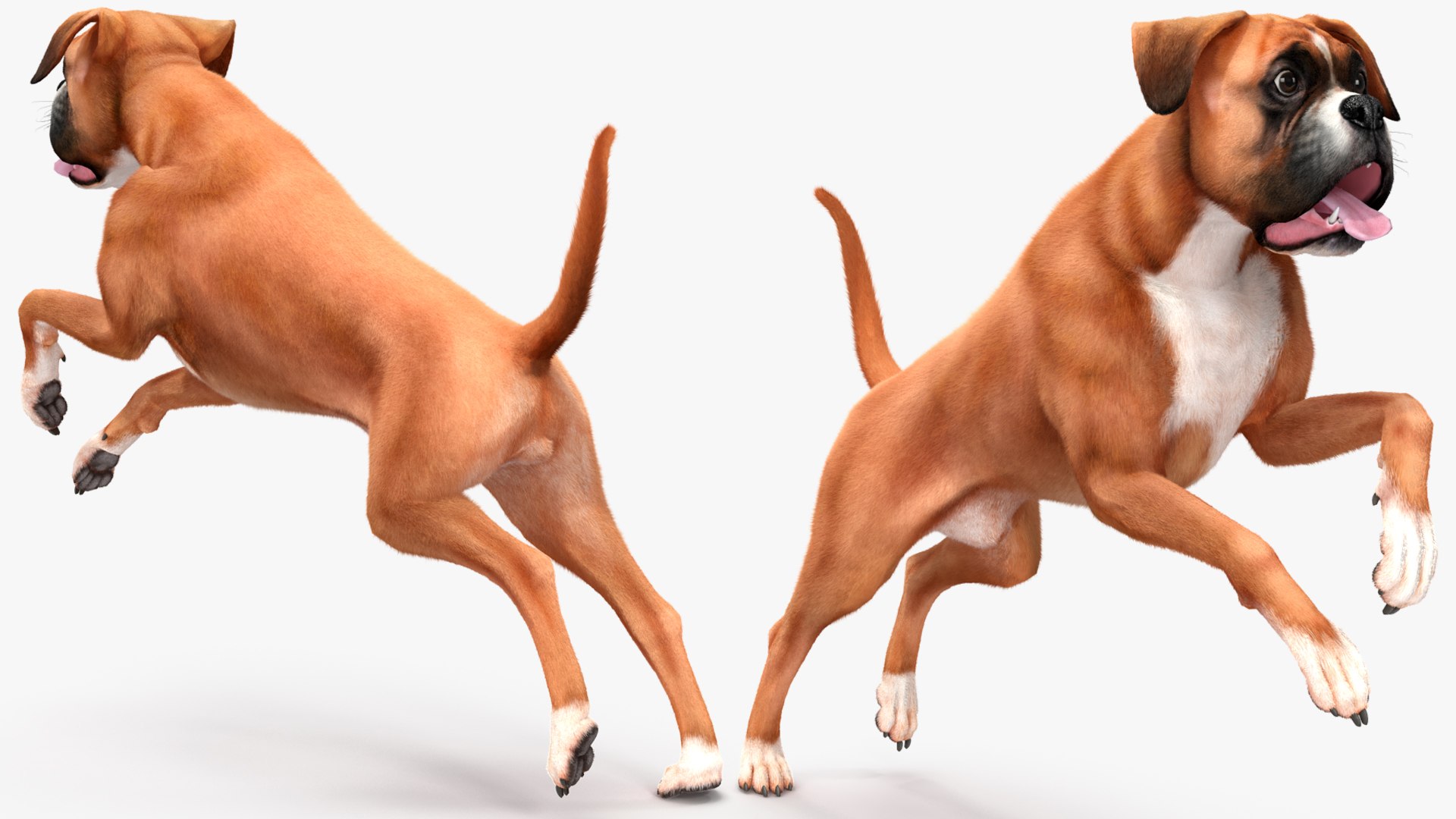 3D Boxer Dog Fur Rigged - TurboSquid 2250731