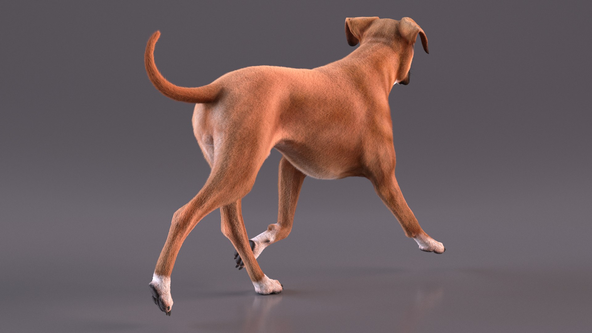 3D Boxer Dog Fur Rigged - TurboSquid 2250731