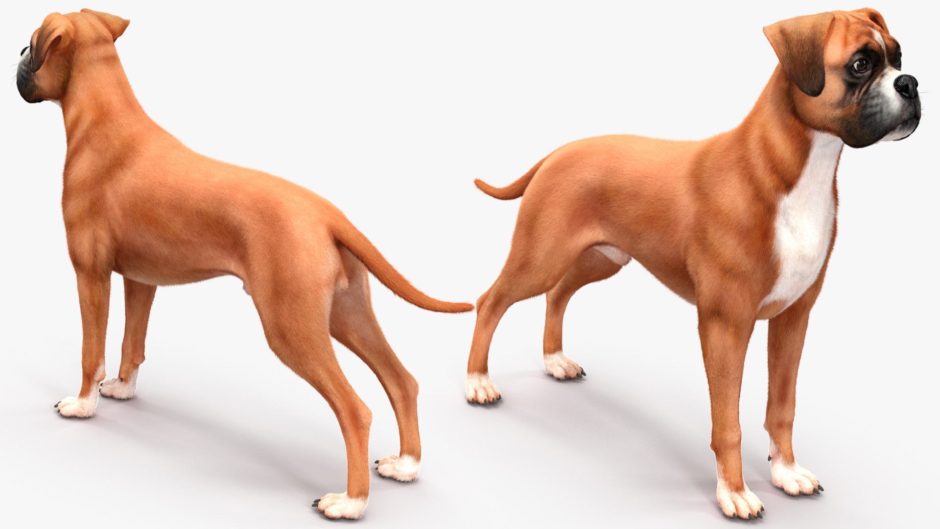 3D Boxer Dog Fur Rigged - TurboSquid 2250731