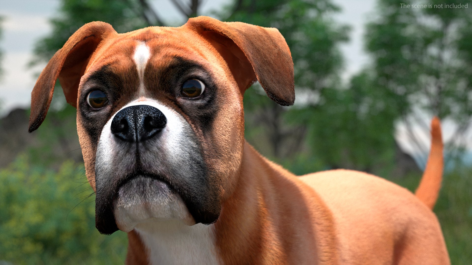 3D Boxer Dog Fur Rigged - TurboSquid 2250731