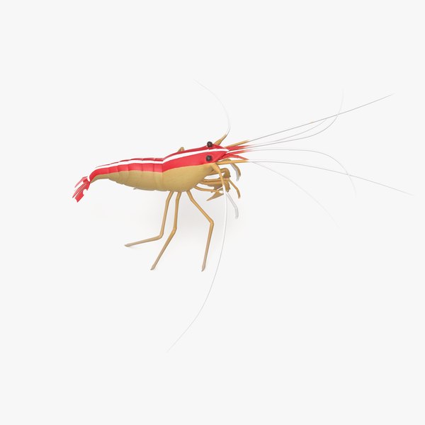 3D Shrimp Models | TurboSquid