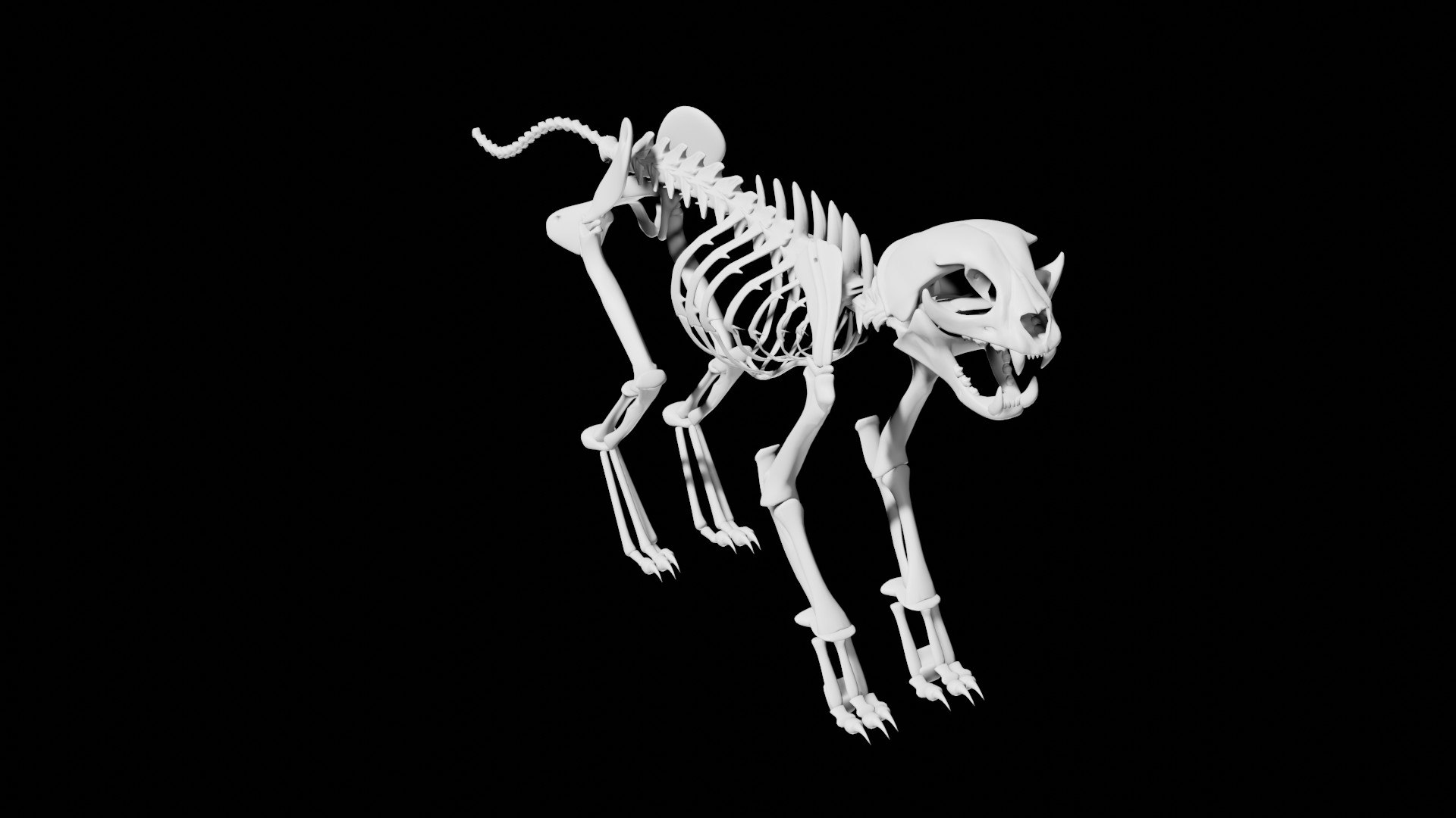 Rigged Cat Skeleton Model - TurboSquid 1826448