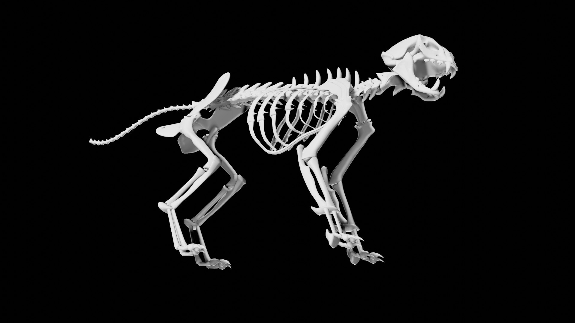 Rigged Cat Skeleton Model - TurboSquid 1826448