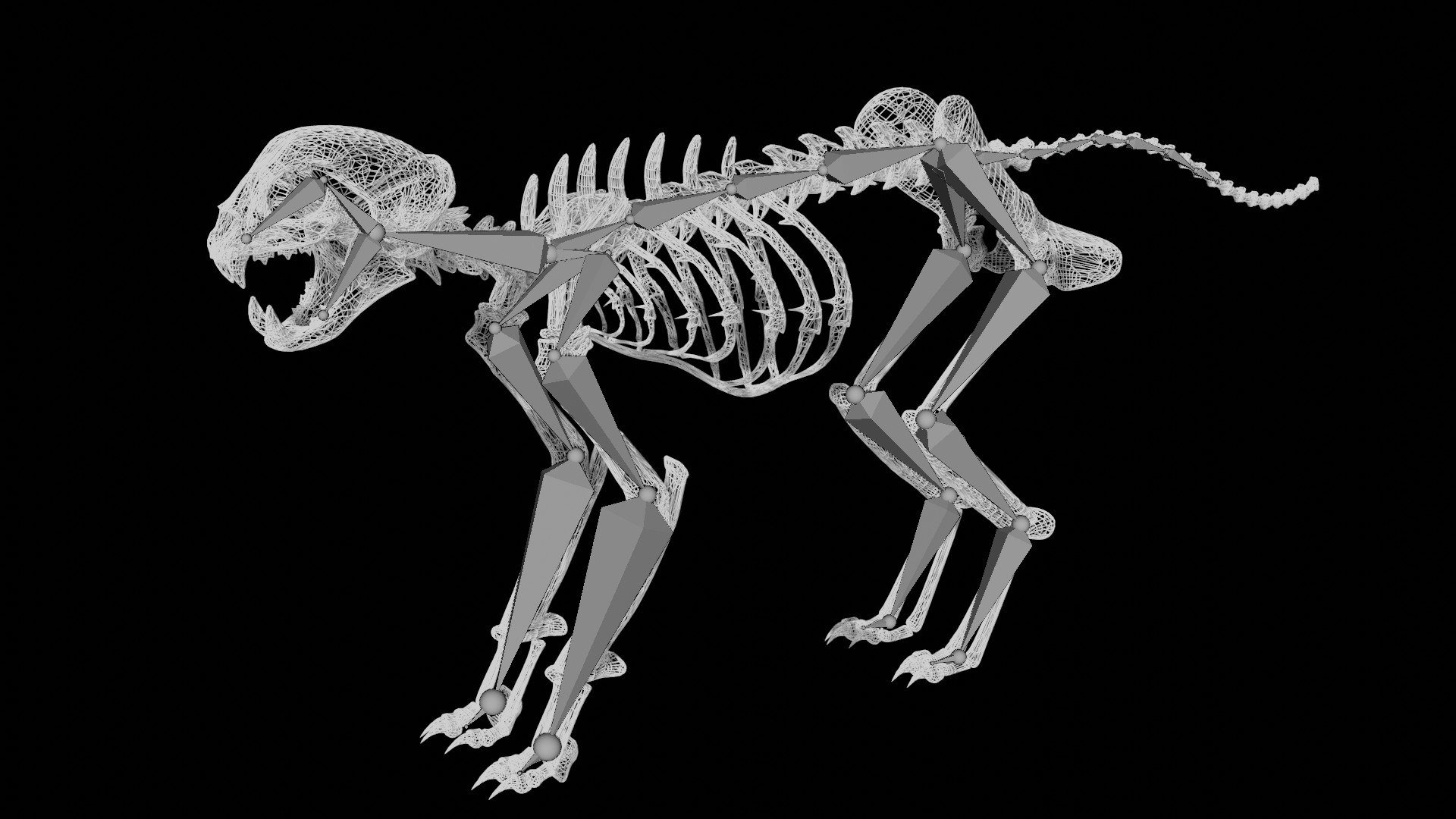 Rigged Cat Skeleton Model - TurboSquid 1826448