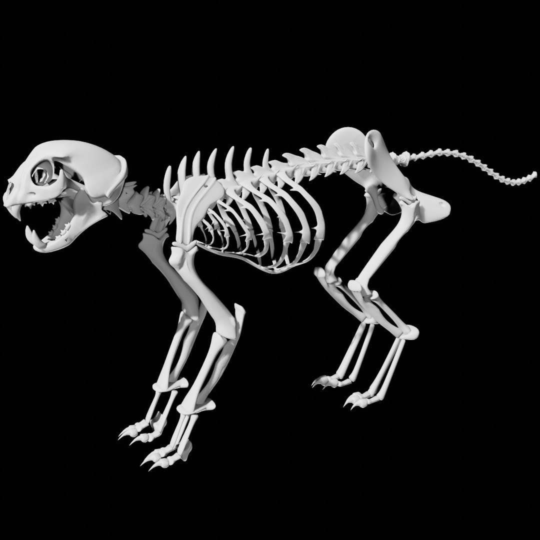 Rigged Cat Skeleton Model - TurboSquid 1826448