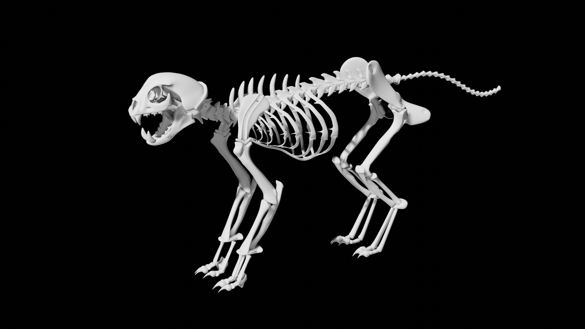 Rigged Cat Skeleton Model - TurboSquid 1826448