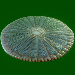 Download Free & Premium Diatom 3D Models | TurboSquid