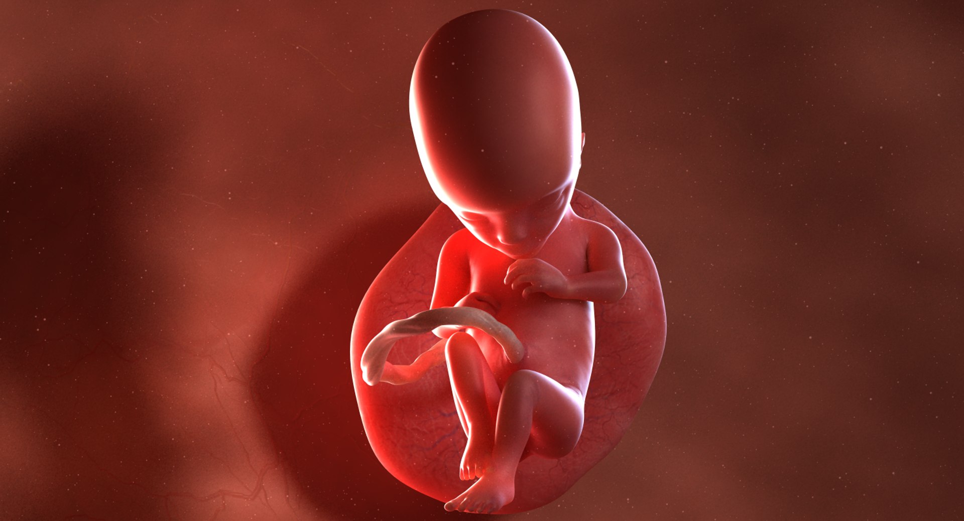 Fetus week 15 3D - TurboSquid 1223524