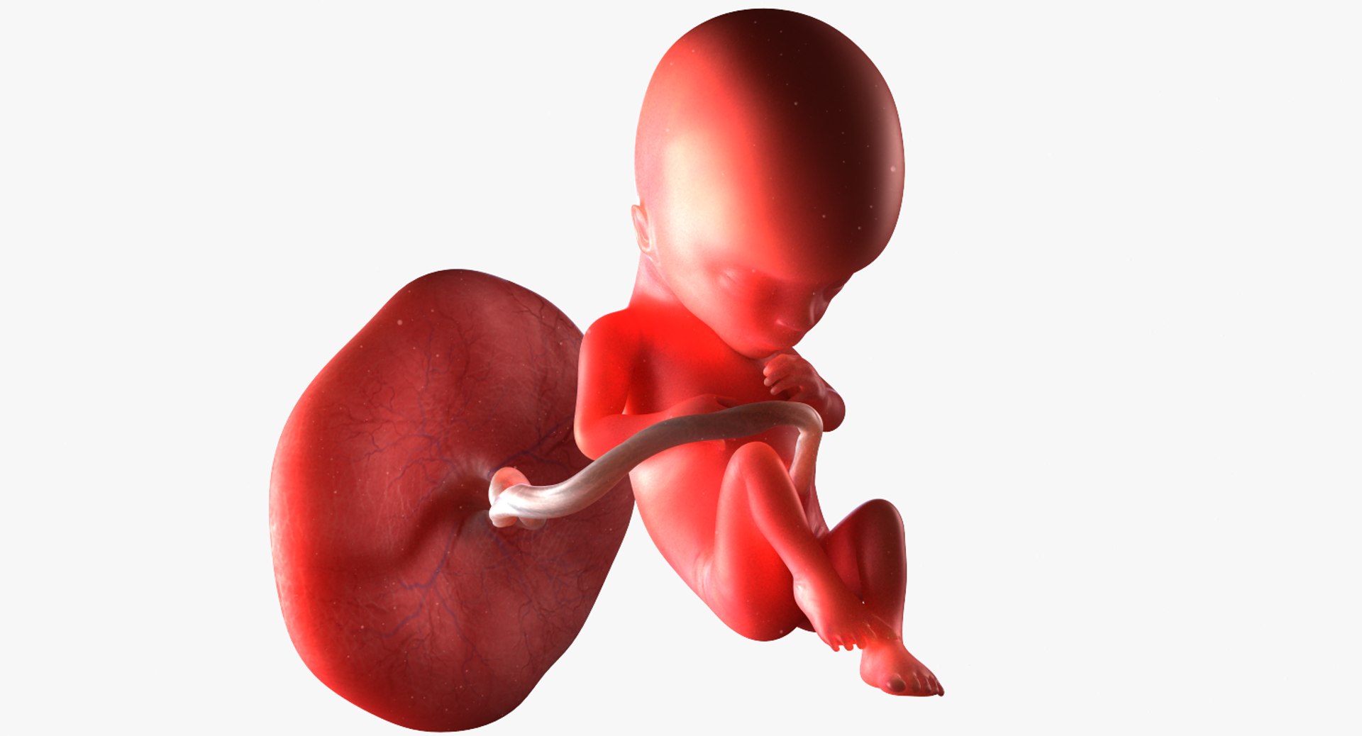 Fetus week 15 3D - TurboSquid 1223524