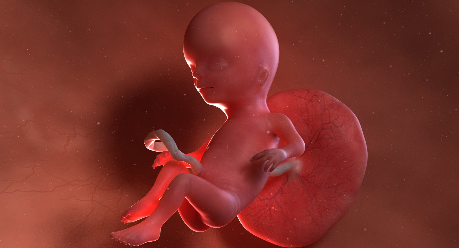 Fetus week 15 3D - TurboSquid 1223524