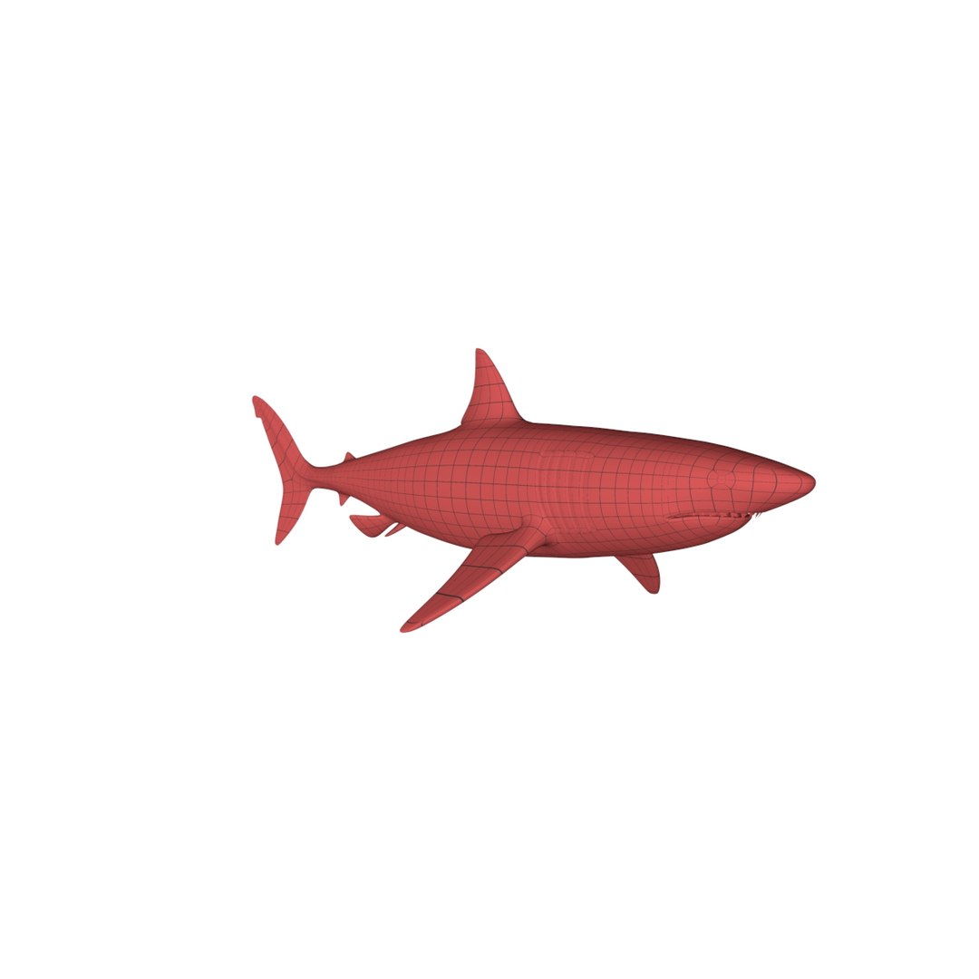 3d base mesh shark model