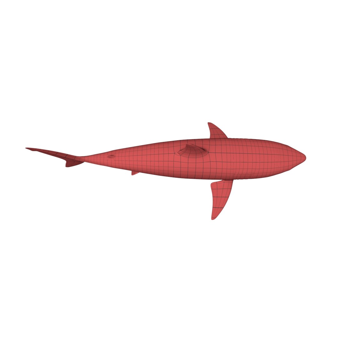 3d base mesh shark model