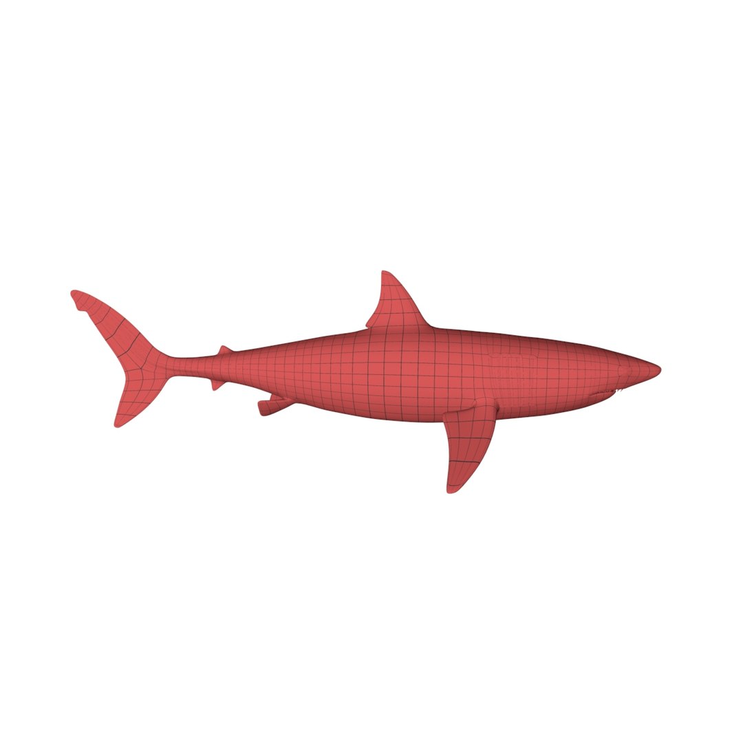 3d base mesh shark model
