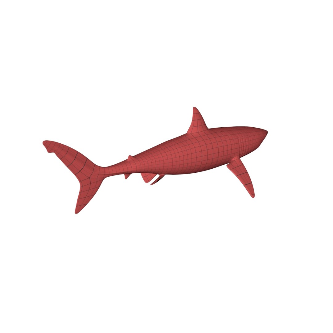 3d base mesh shark model