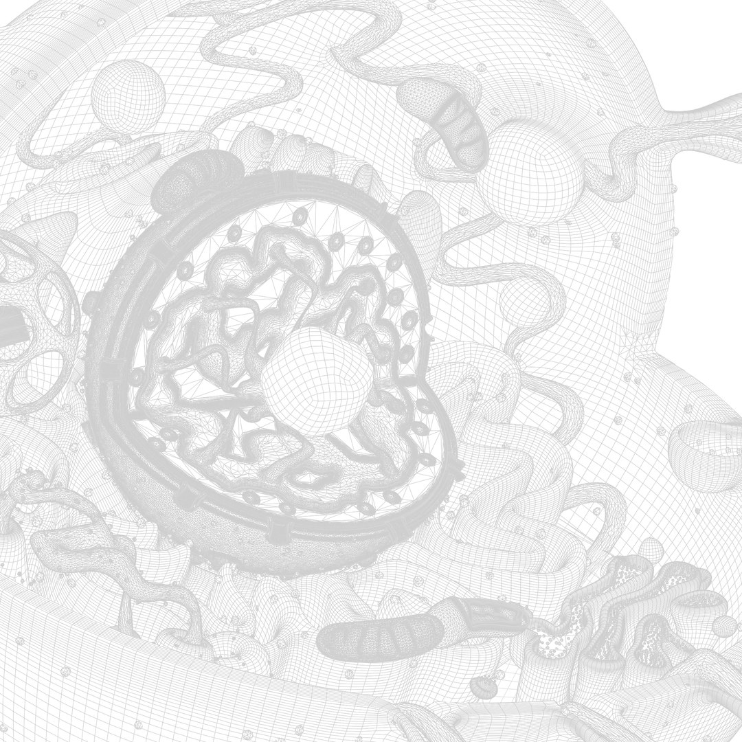3D Model Animal Cell - TurboSquid 1844693