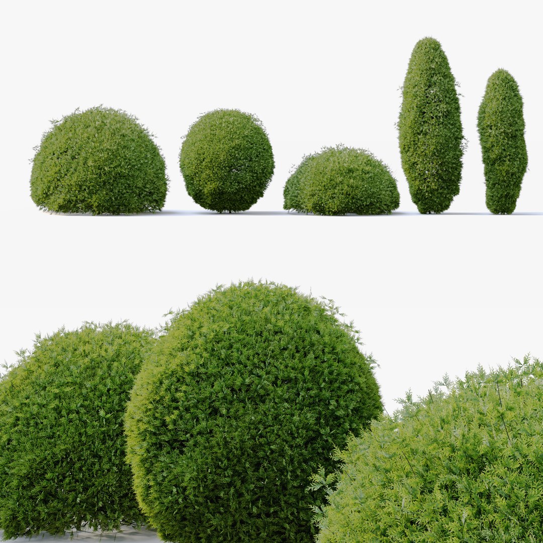 3D Thuja Shrub Model - TurboSquid 1946891