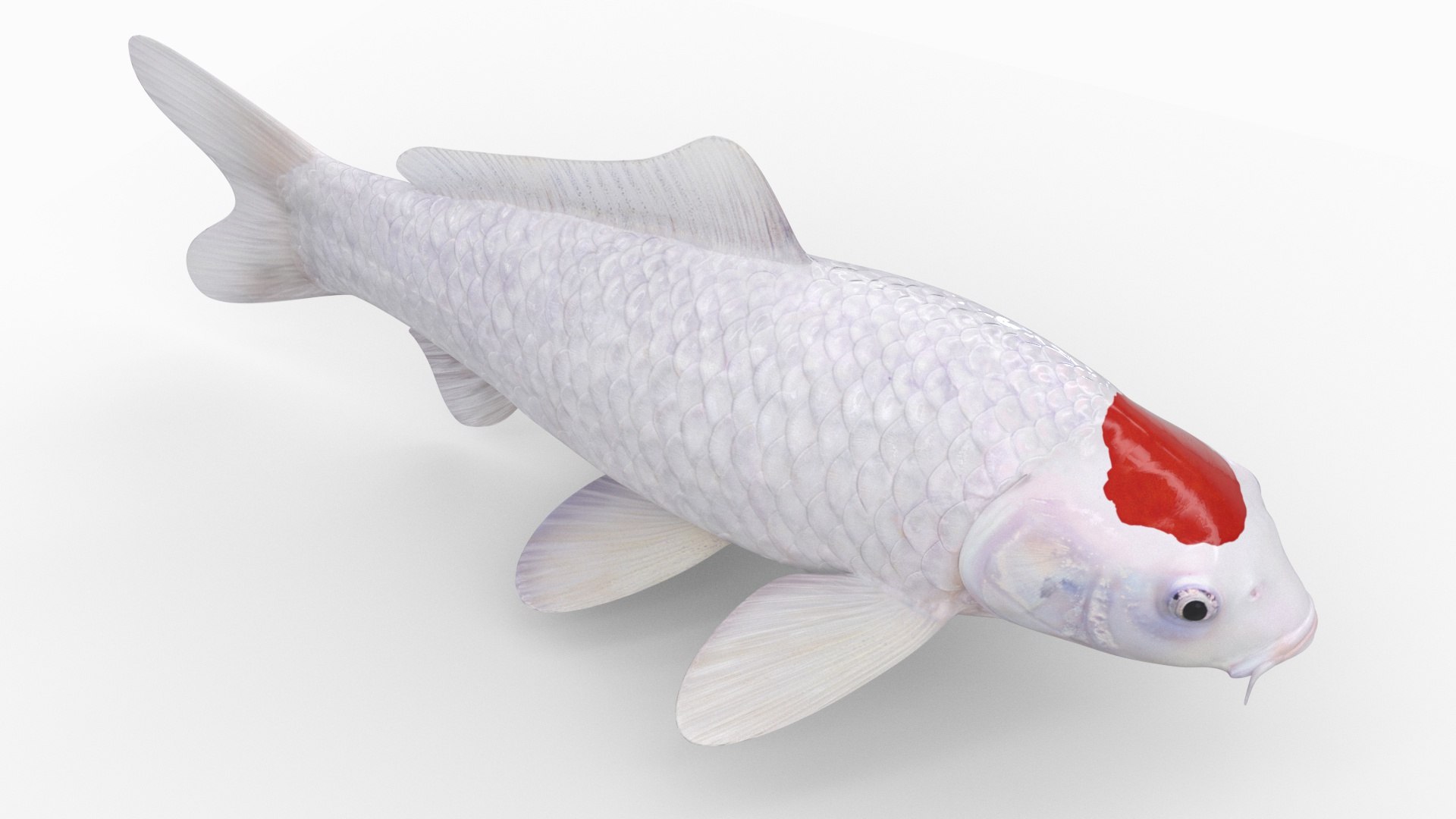3D Koi Fish 4 Animated - TurboSquid 1932924