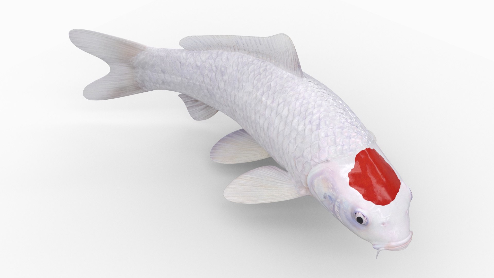 3D Koi Fish 4 Animated - TurboSquid 1932924