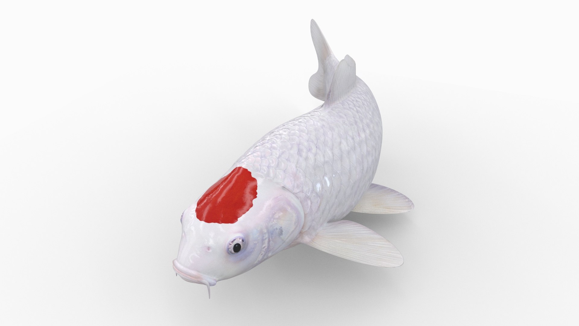 3D Koi Fish 4 Animated - TurboSquid 1932924