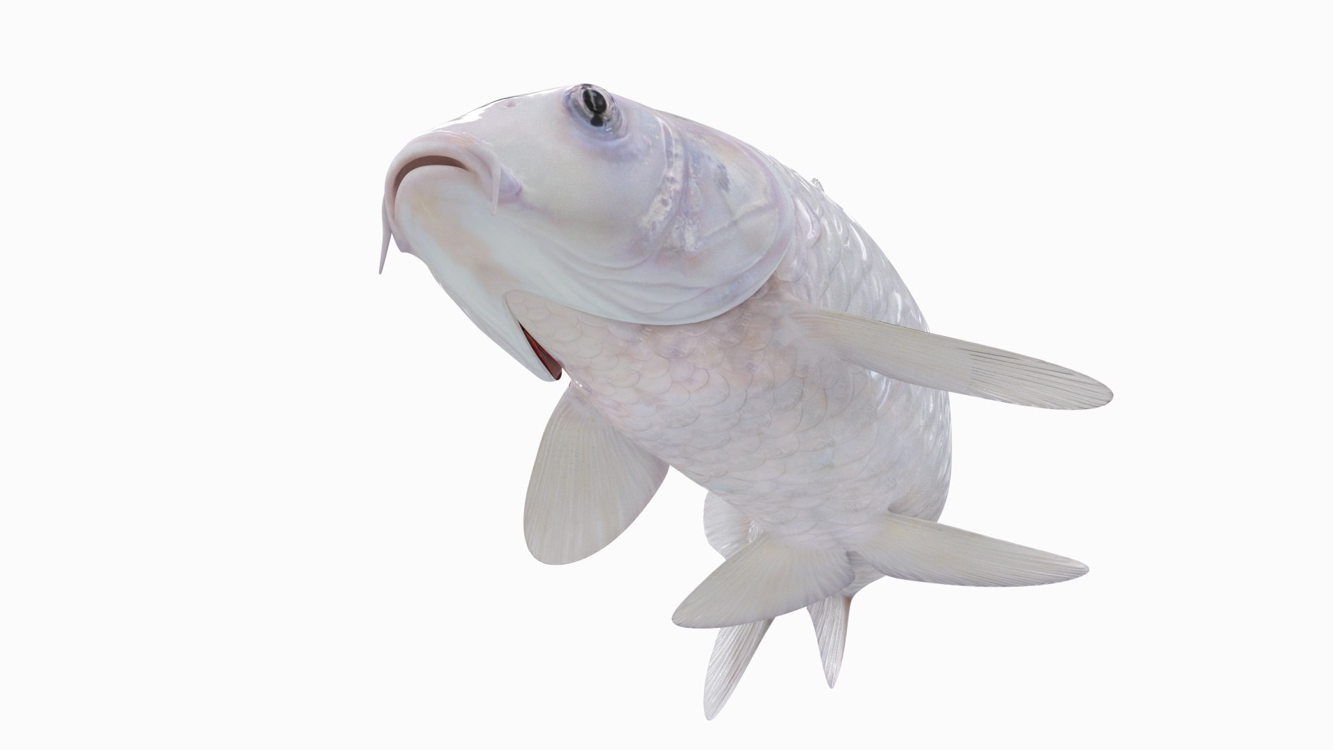 3D Koi Fish 4 Animated - TurboSquid 1932924
