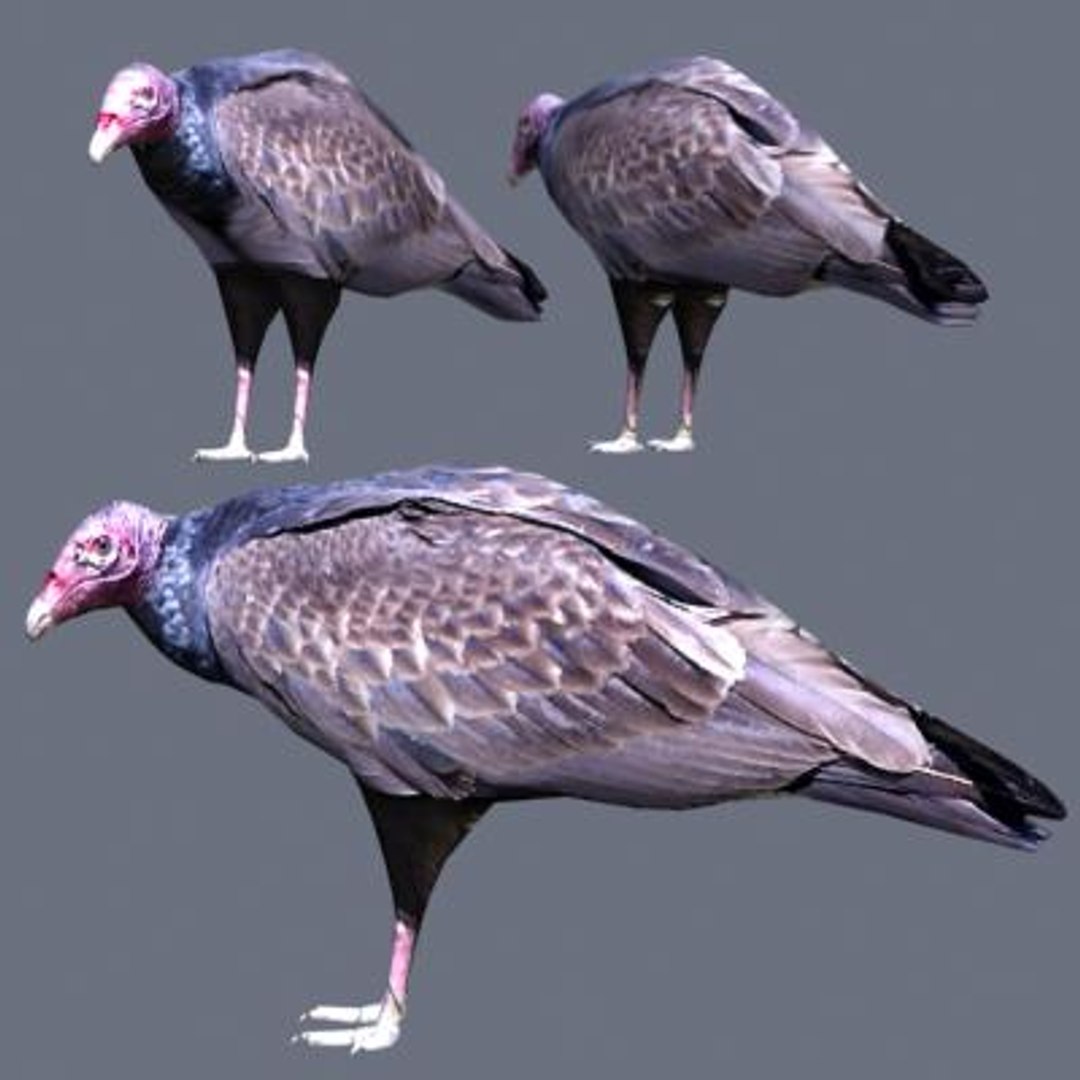 3ds turkey vulture