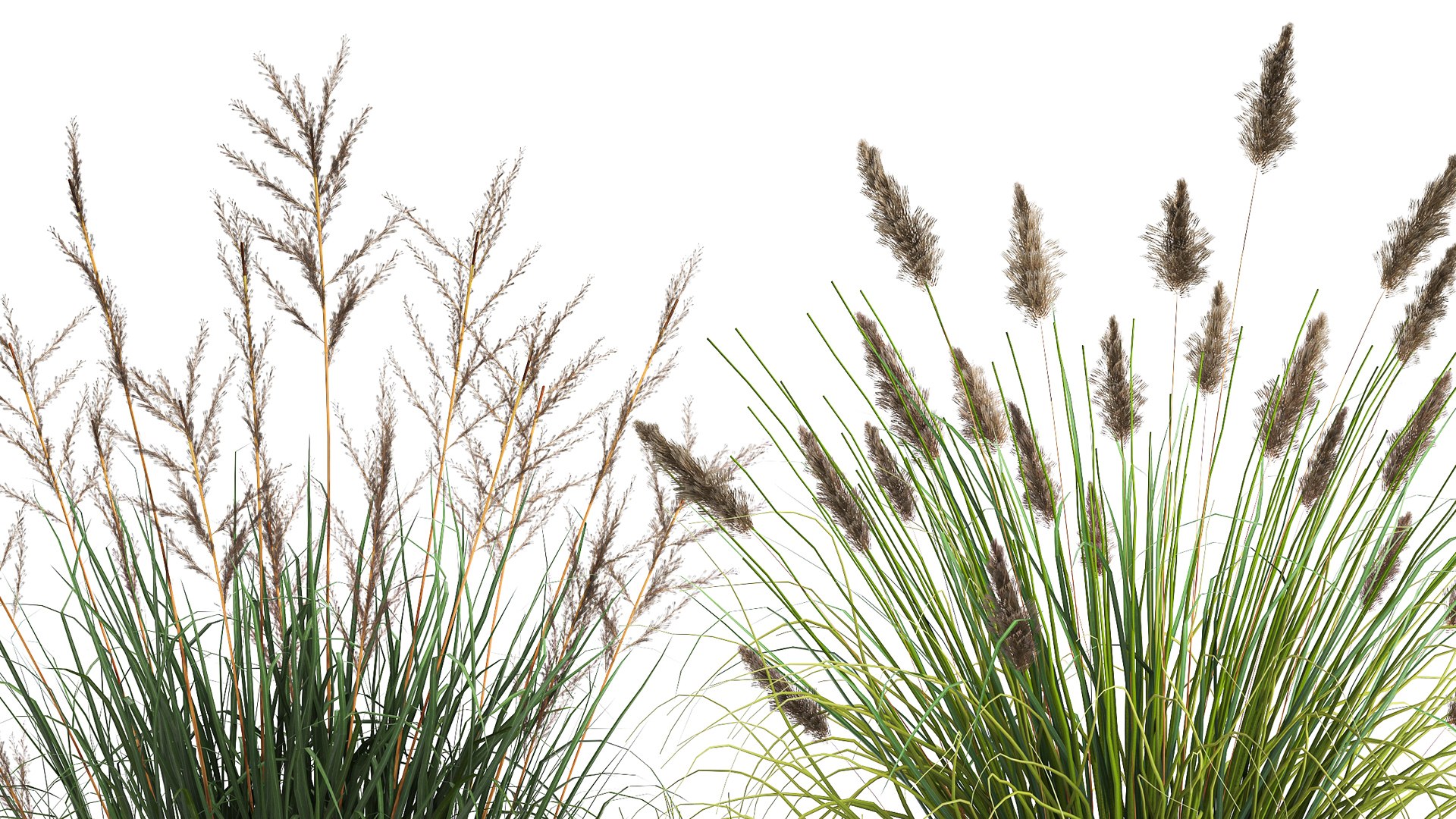 3D Ornamental Reeds Plants In Rattan Baskets 1027 - TurboSquid 1774694