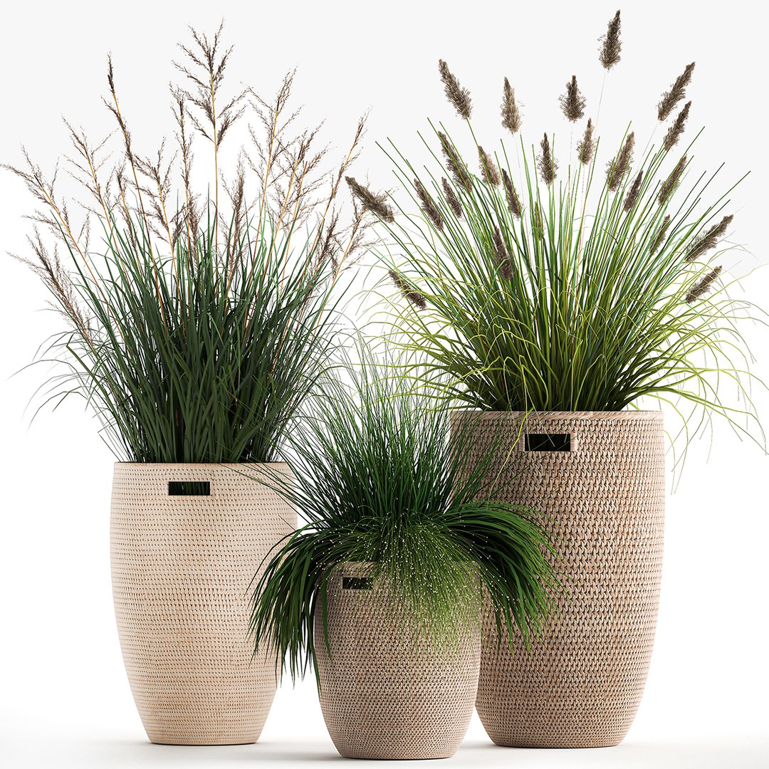 3D Ornamental Reeds Plants In Rattan Baskets 1027 - TurboSquid 1774694