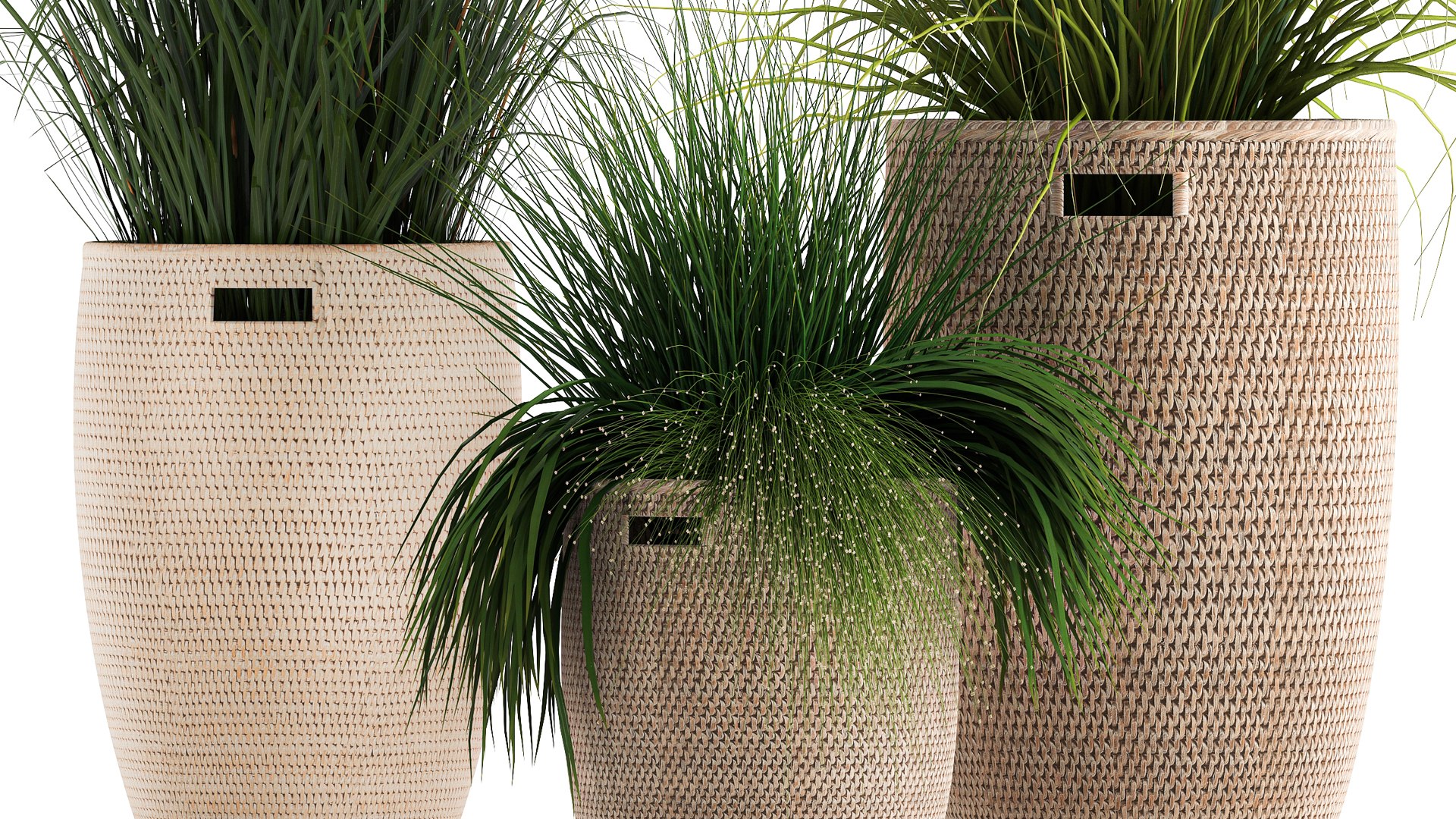 3D Ornamental Reeds Plants In Rattan Baskets 1027 - TurboSquid 1774694