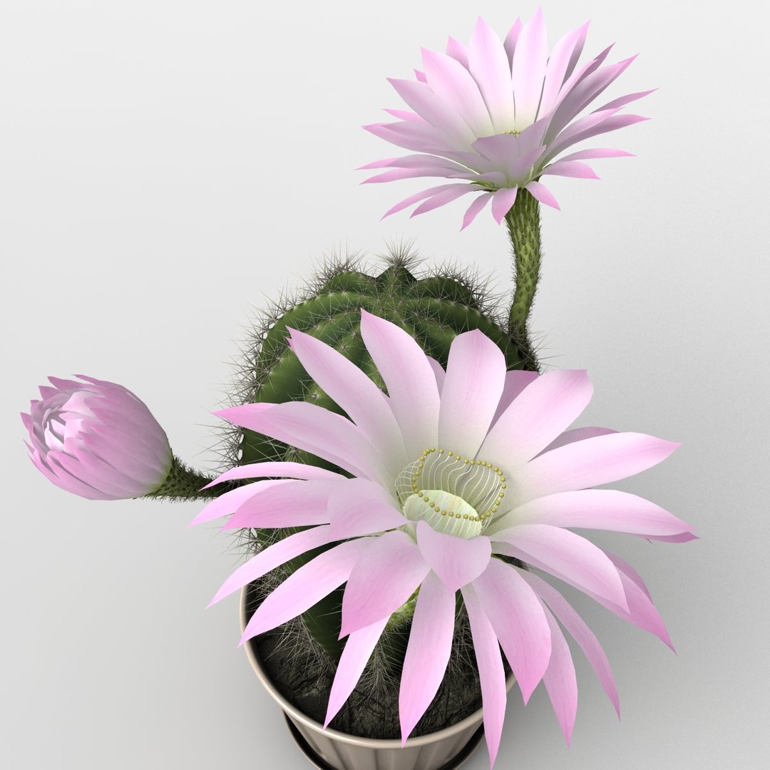 Flowering Cactus 3d Model