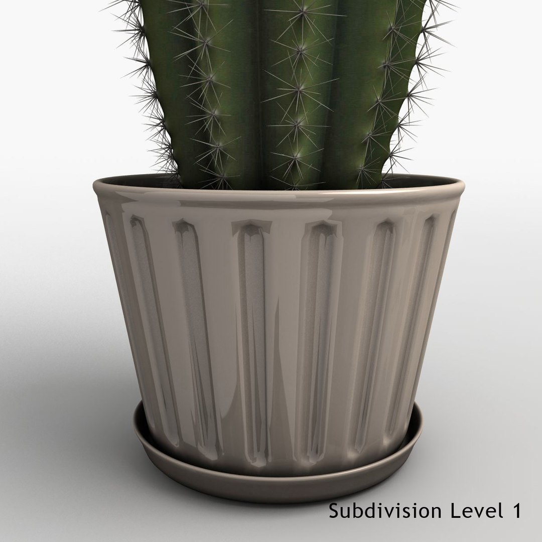 Flowering Cactus 3d Model
