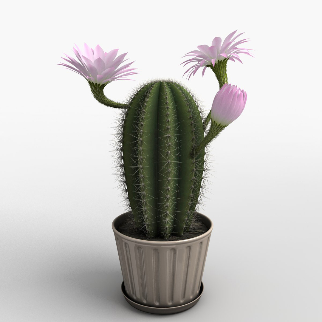 Flowering Cactus 3d Model